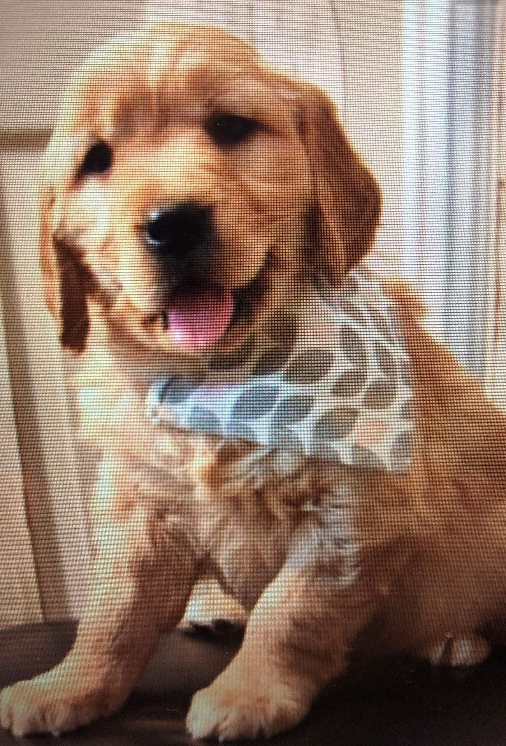 Dogs for Depression - Whole Health Associates, LLC